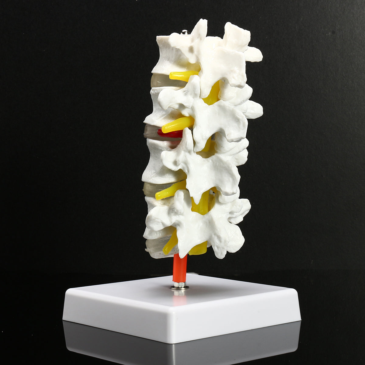 4 delige chiropractische menselijke anatomische lumbale wervels wervel ...