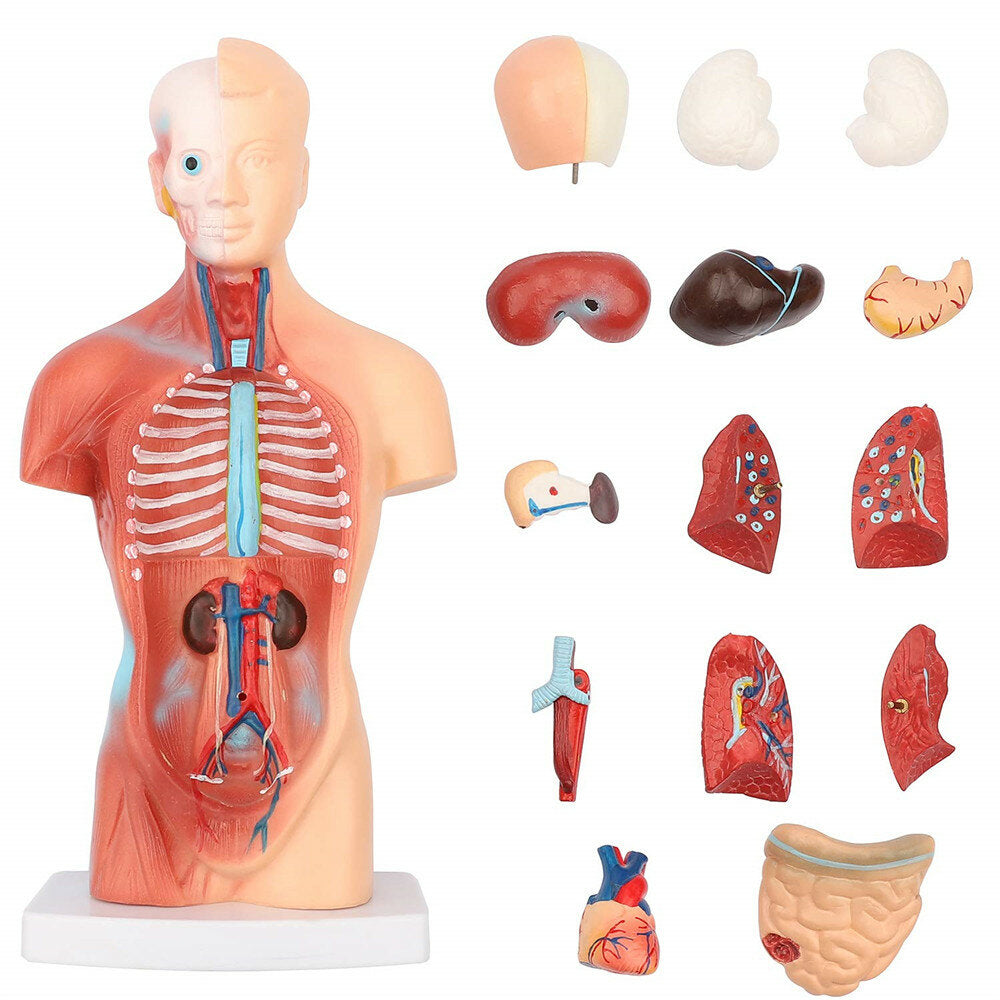 11 inch menselijk lichaam model torso anatomie pop 15 verwijderbare on ...