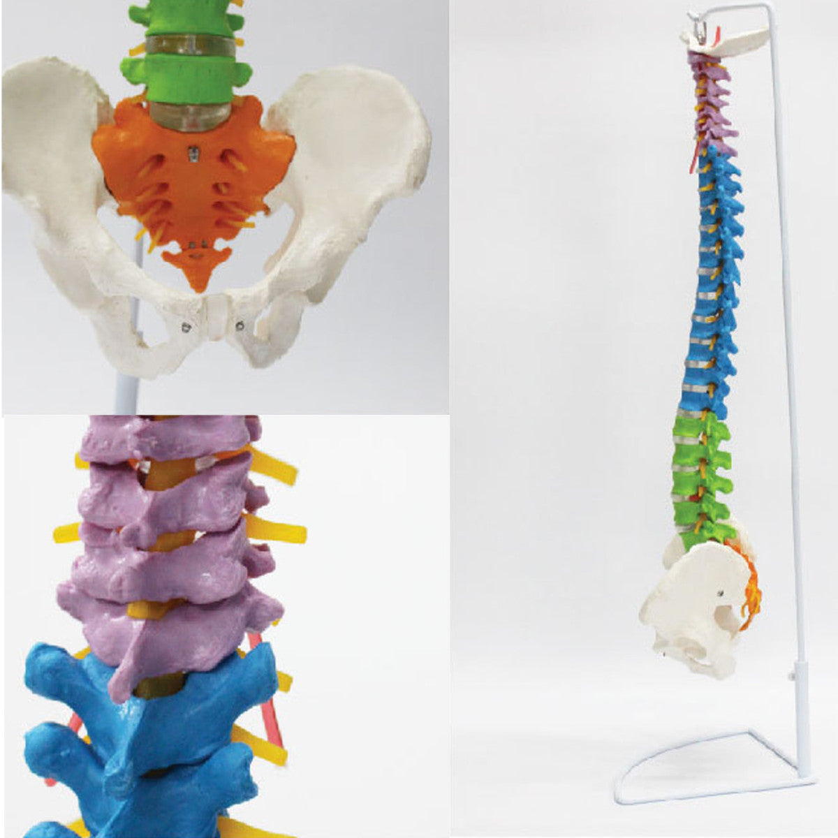 85 cm levensgroot gekleurd flexibel anatomisch model van menselijke we ...